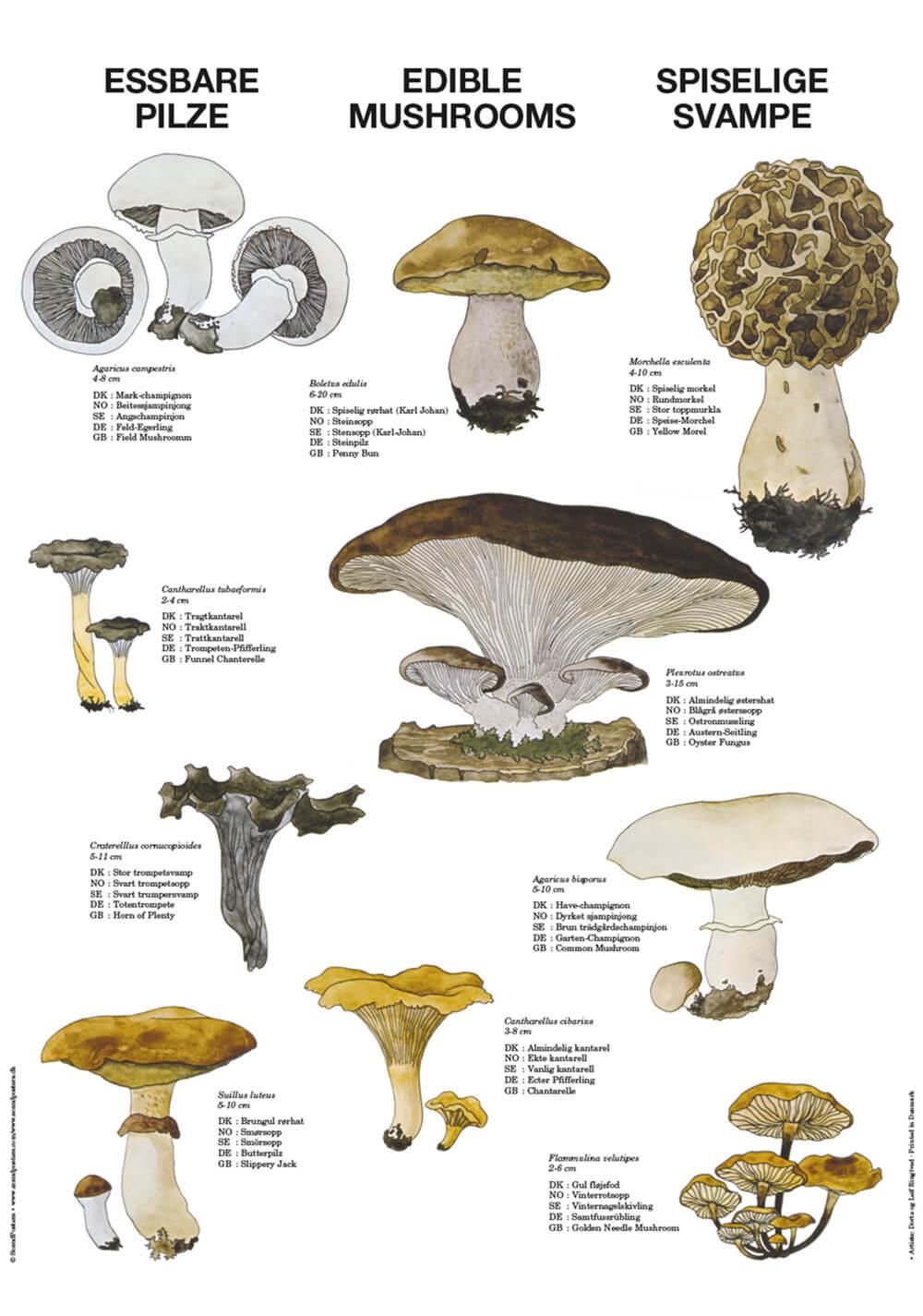 Ätliga Svampar Plansch - Snygg plansch med ätliga svampar.