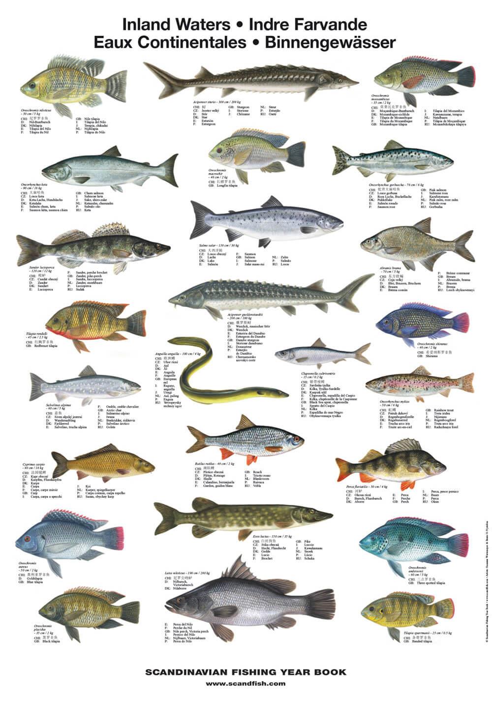 Plansch med fisk i sjöar och floder - Köp här!!